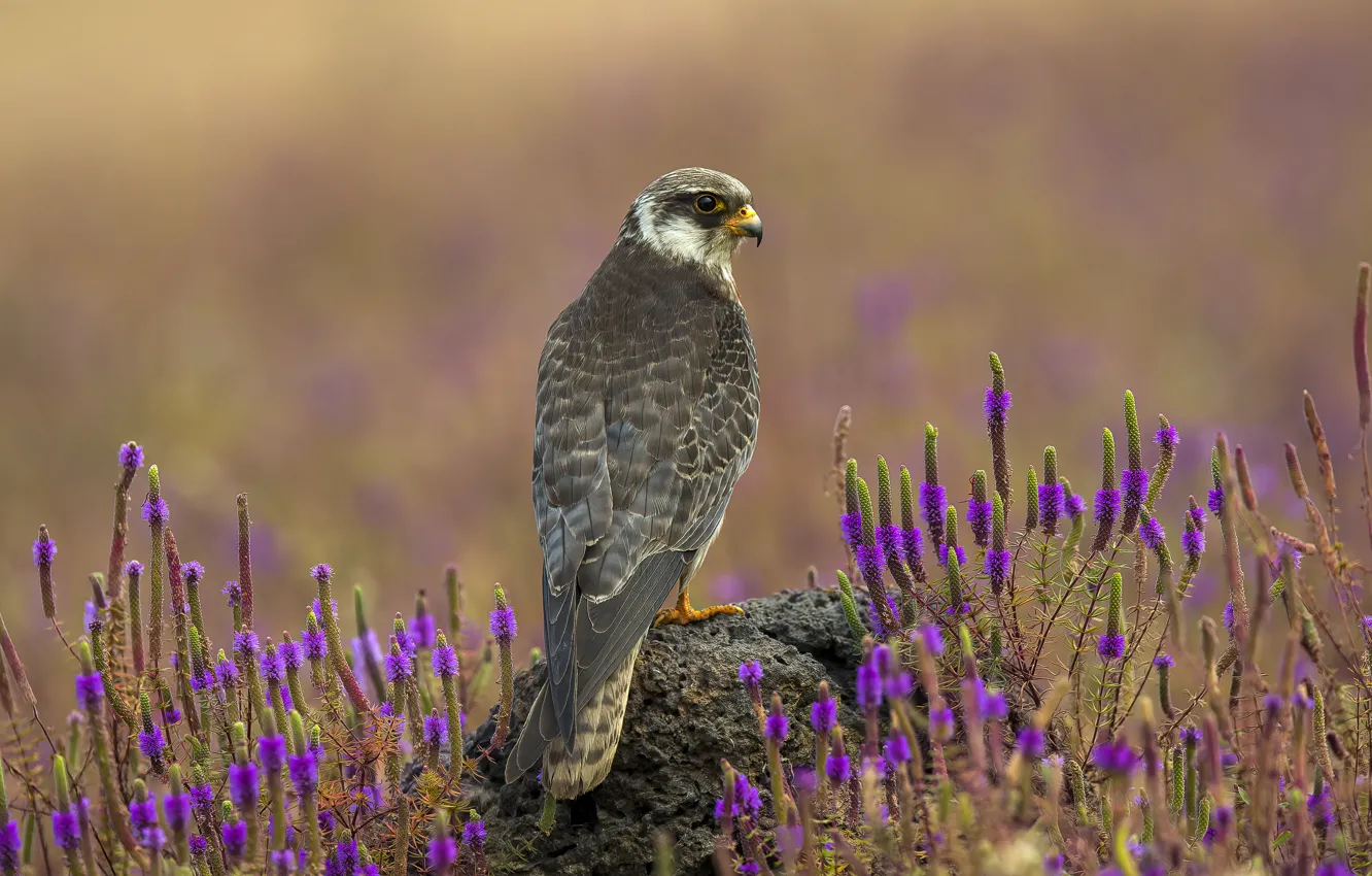 Wallpaper look, flowers, bird, glade, stone, Falcon, lilac, bokeh for ...