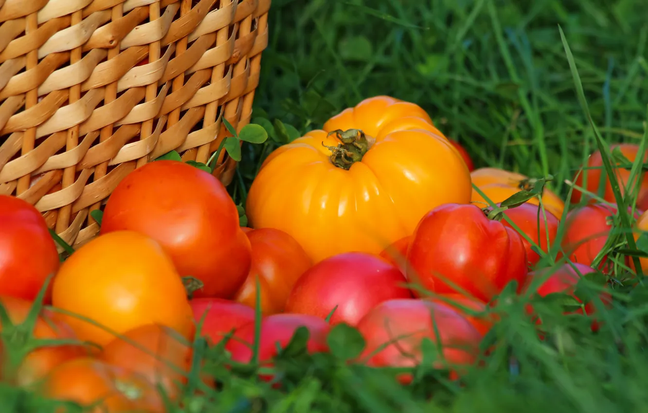 Wallpaper autumn, harvest, tomatoes, tomatoes, vitamins, delicious ...