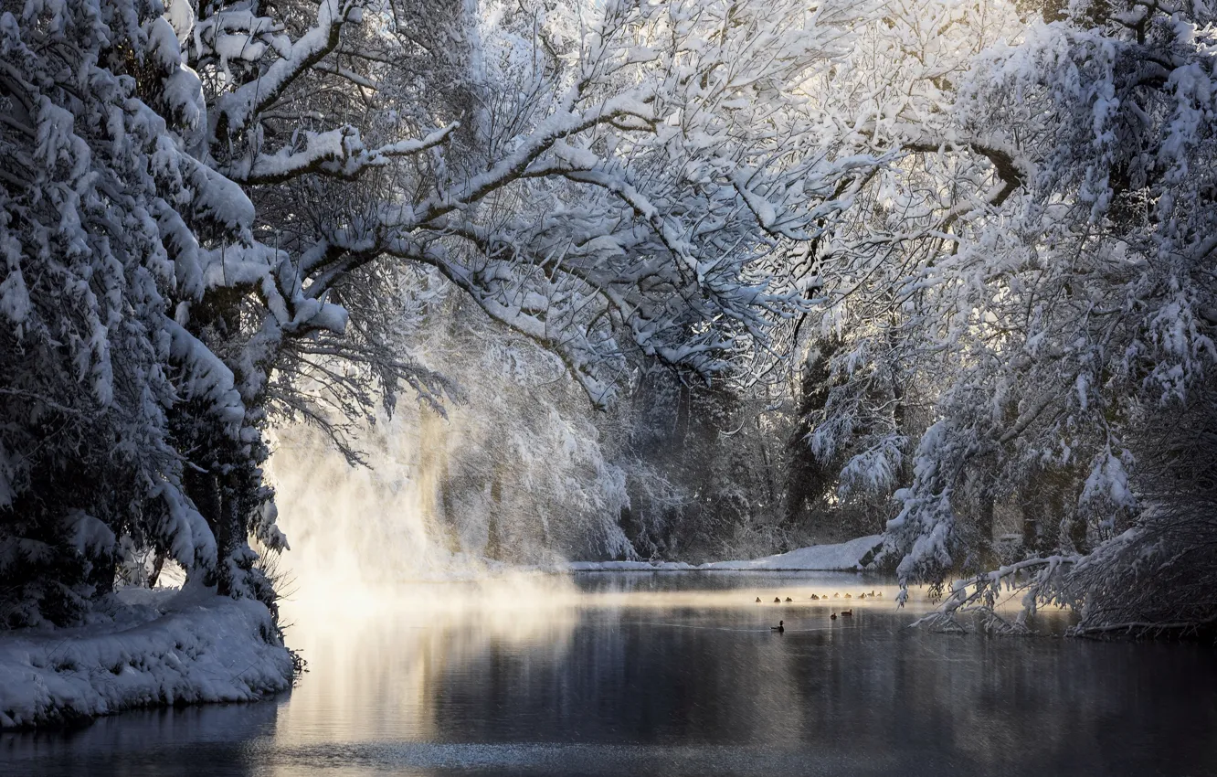 Wallpaper winter, frost, forest, light, snow, trees, branches, nature ...