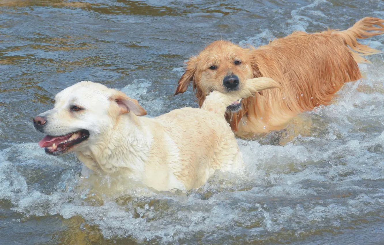 Wallpaper animals, dogs, the game, pair, tail, game, swimming, two for ...