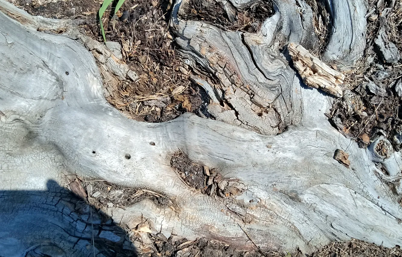 Wallpaper nature, design, abstraction, tree, snag, beautifully, natural ...