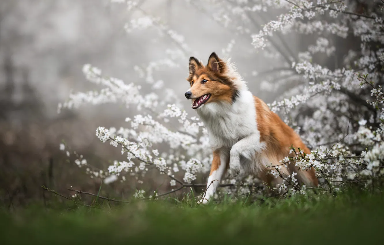 Wallpaper dog, collie, flowers, look, glade, flowering, cherry ...