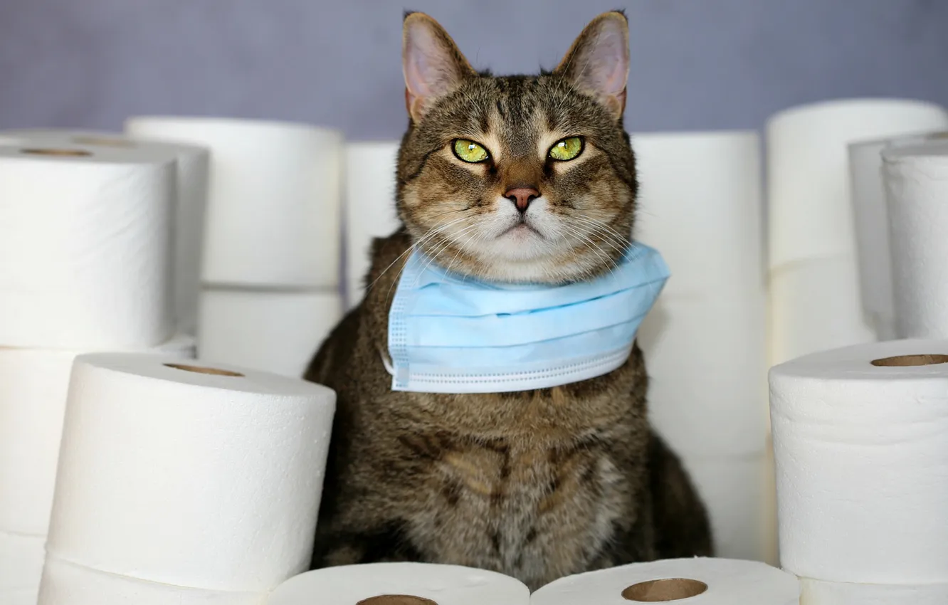 Wallpaper cat, cat, look, pose, face for mobile and desktop, section ...