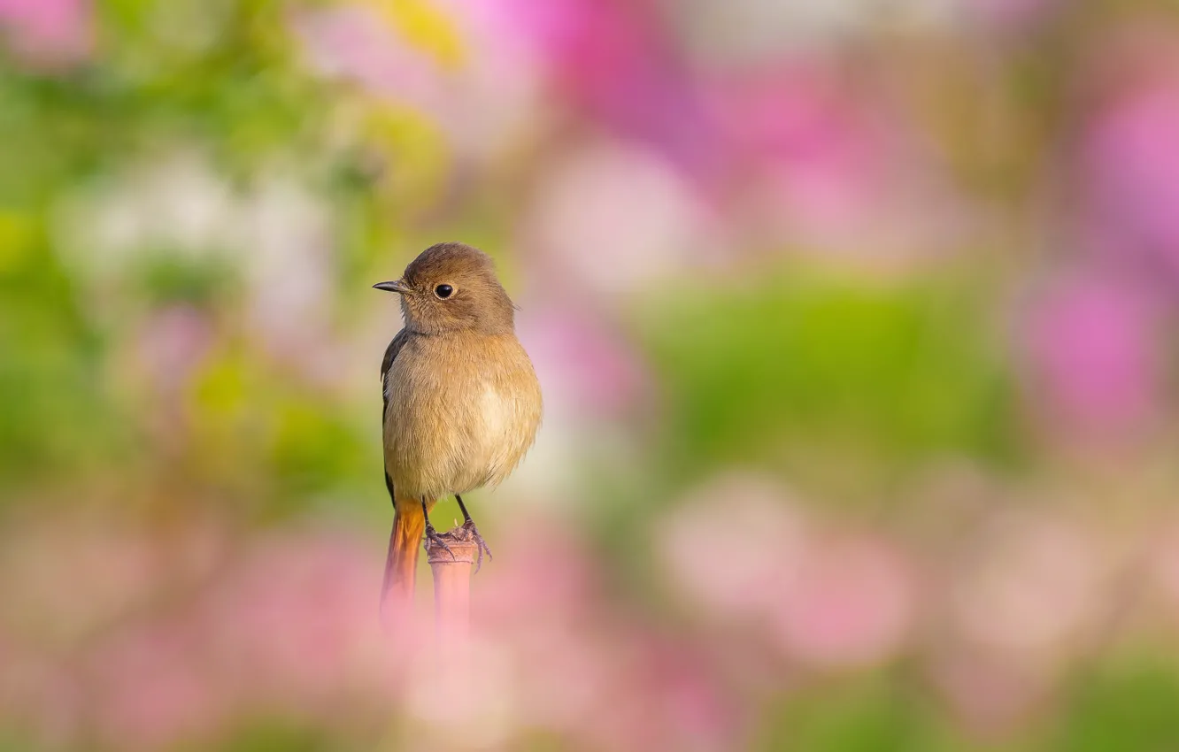 Wallpaper bokeh, bird, nature for mobile and desktop, section животные ...
