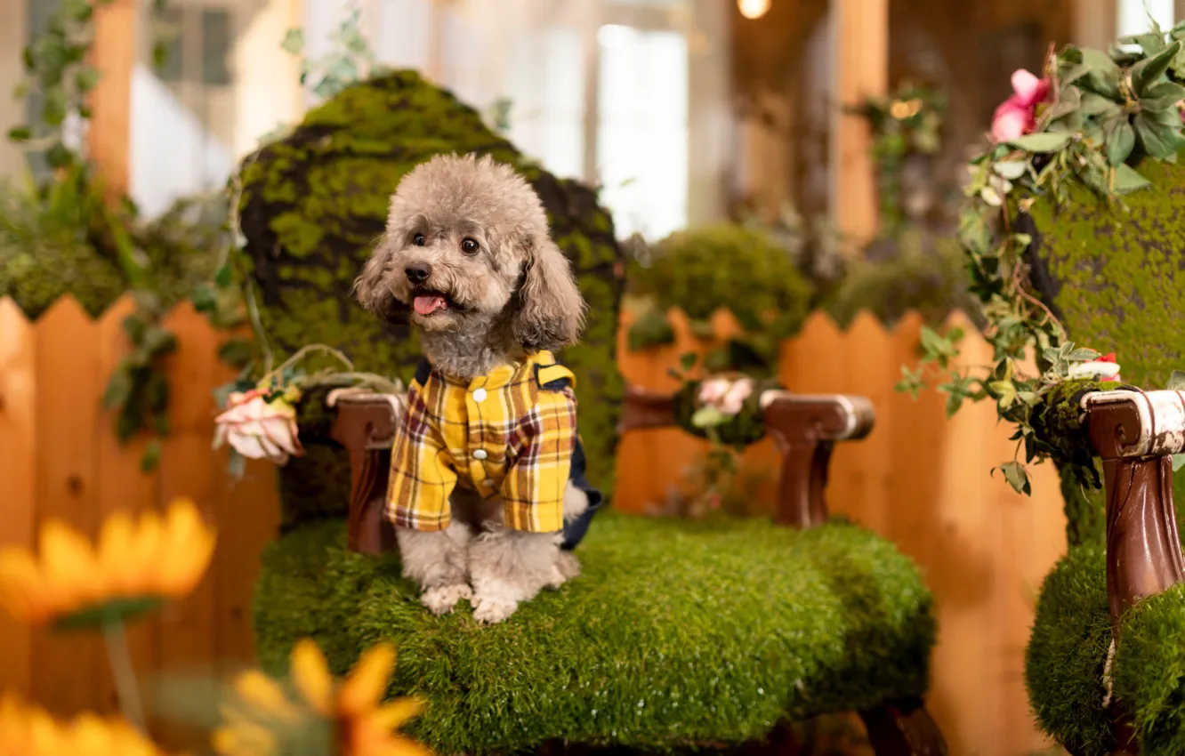 Wallpaper look, pose, clothing, dog, costume, outfit, image, face for ...