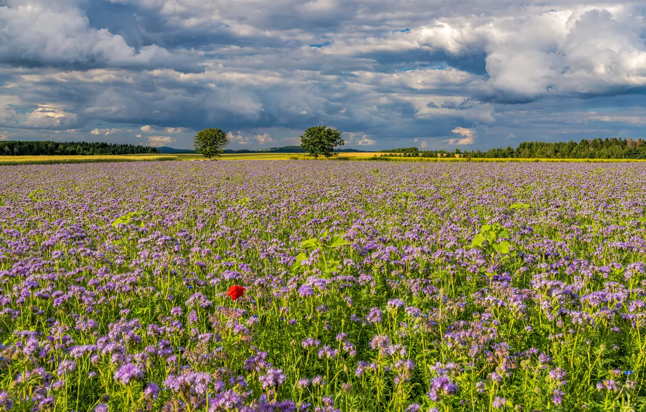 Wallpaper field, clouds, landscape, nature, Germany, Rhineland ...