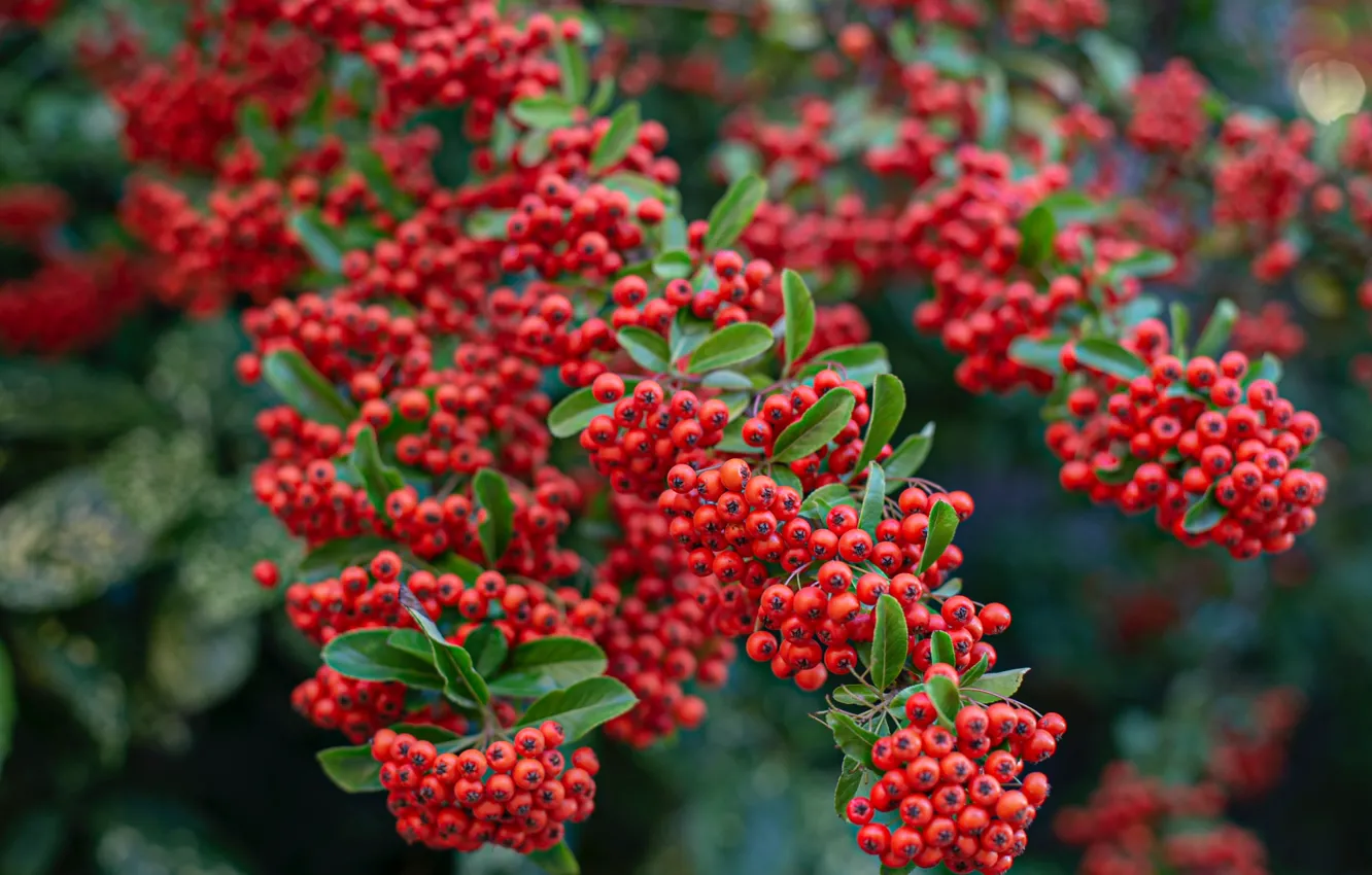 Wallpaper branches, berries, fruit, Rowan, shrub, English for mobile ...