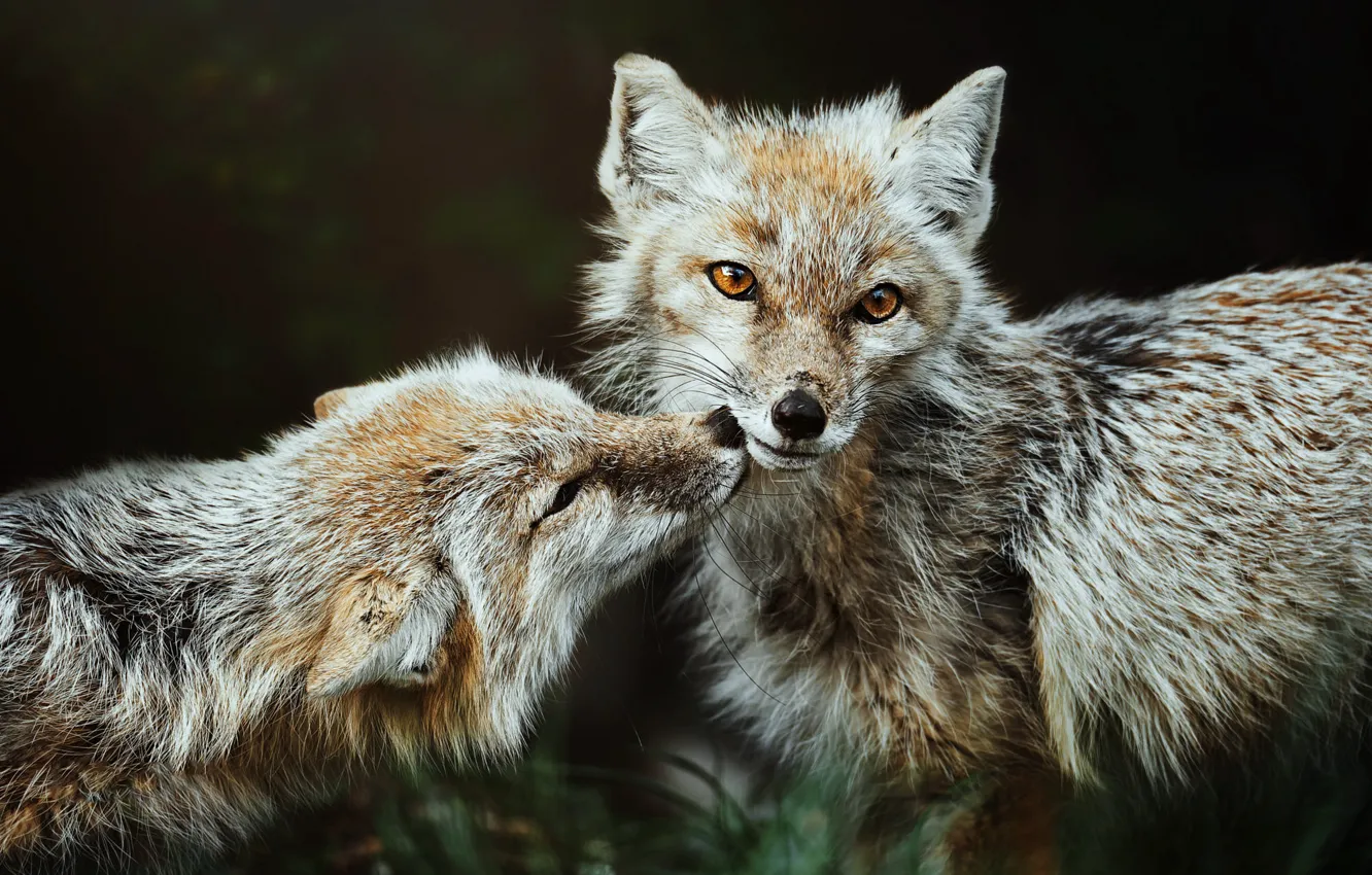Wallpaper Fox, pair, Fox images for desktop, section животные - download