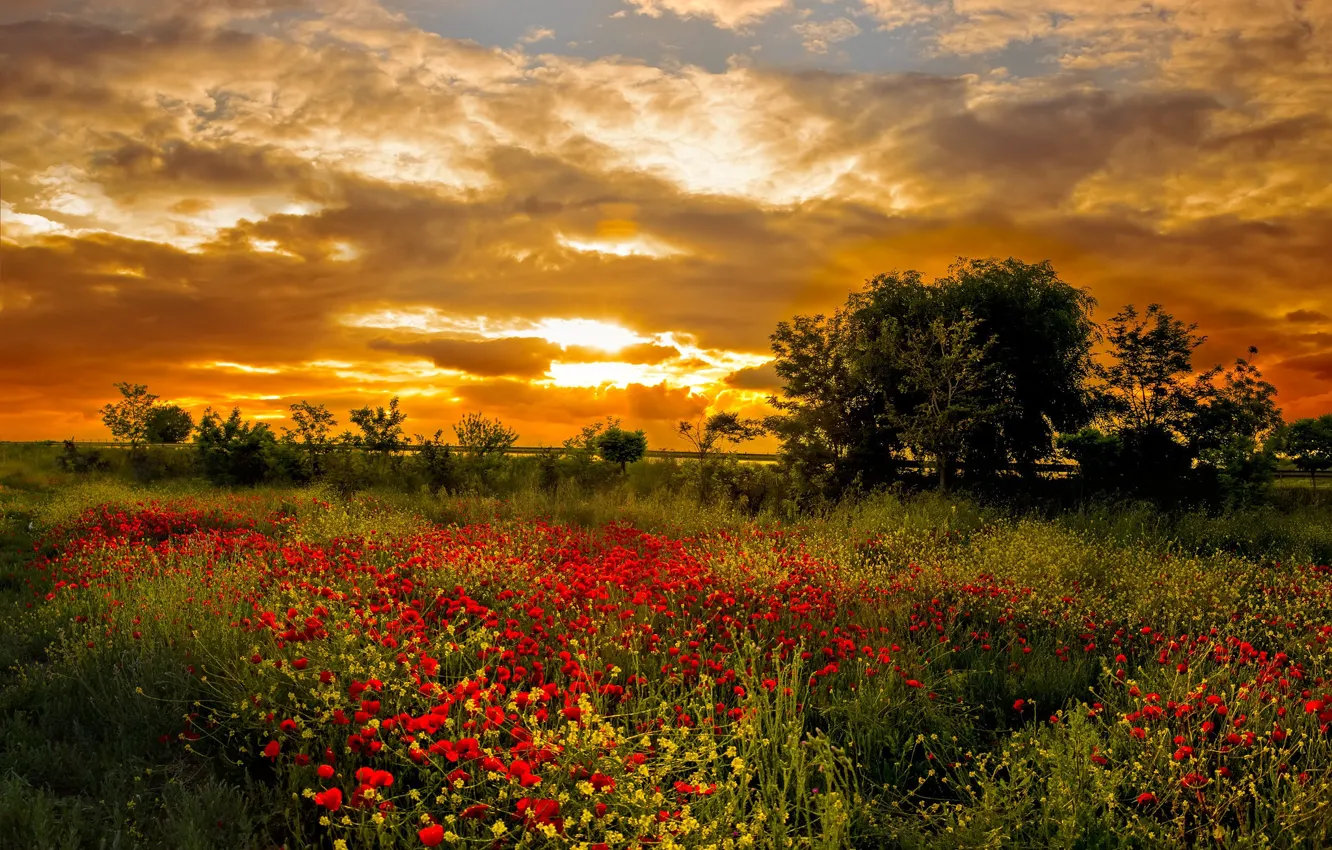 Wallpaper trees, sunset, Maki for mobile and desktop, section пейзажи ...