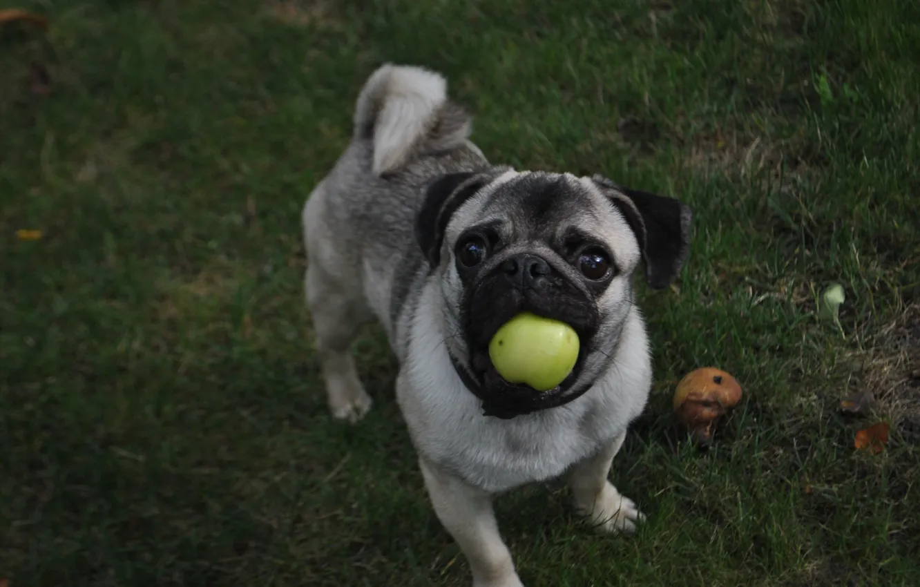 Wallpaper grass, look, green, Apple, dog, pug for mobile and desktop ...