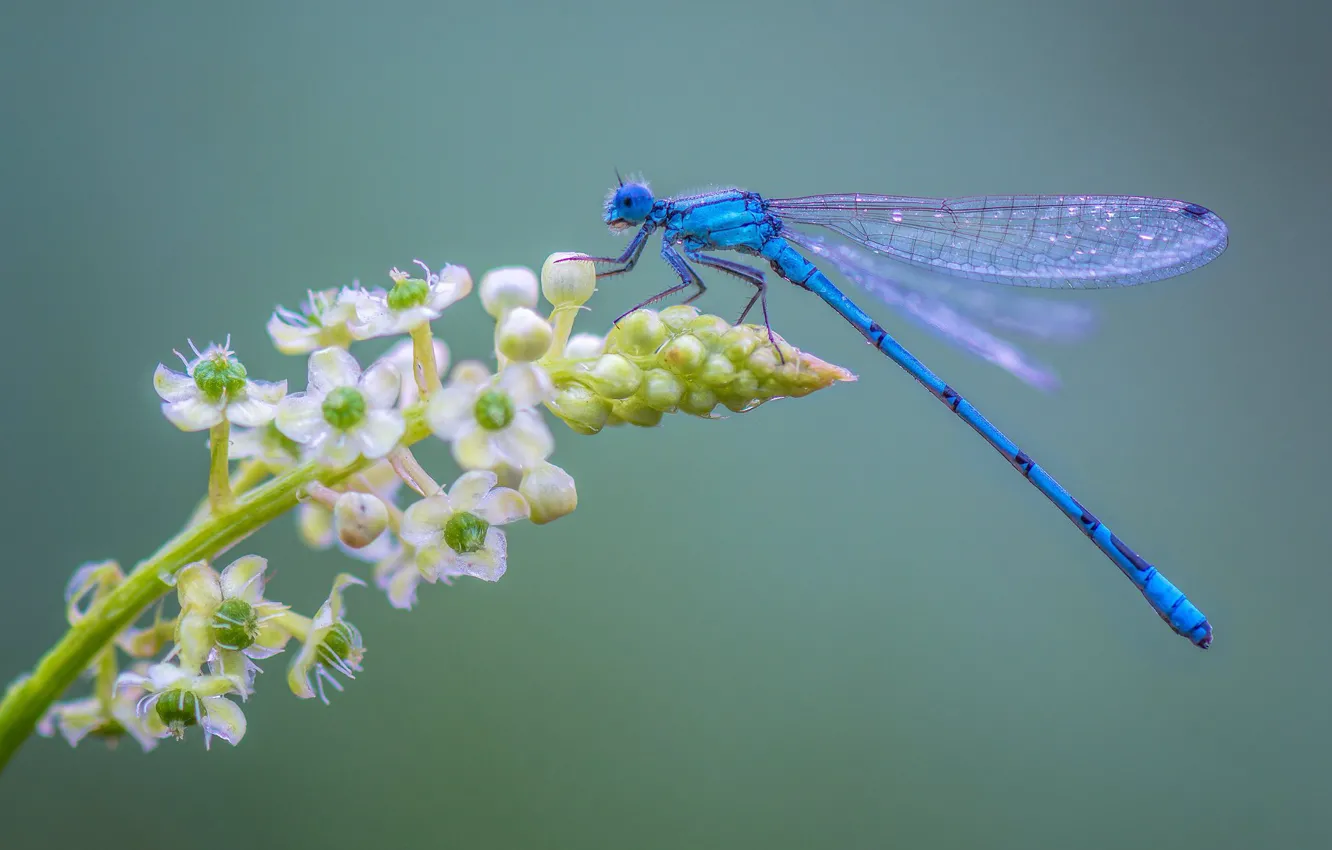 Wallpaper flower, dragonfly, insect for mobile and desktop, section ...