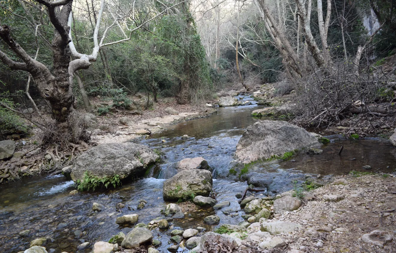 Wallpaper Nature, Green, Water, Wild, River, Forest, Israel images for ...