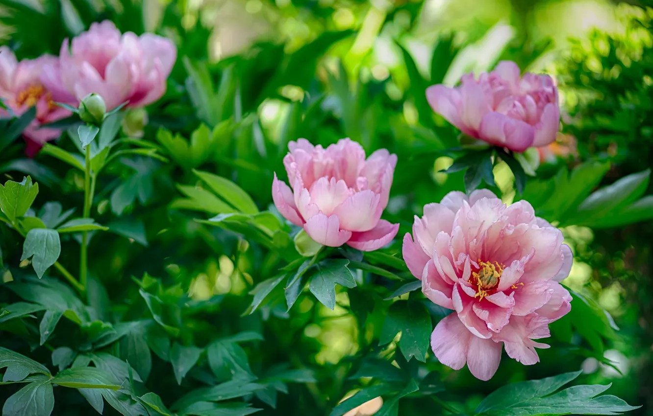 Wallpaper greens, leaves, light, flowers, spring, pink, the bushes ...