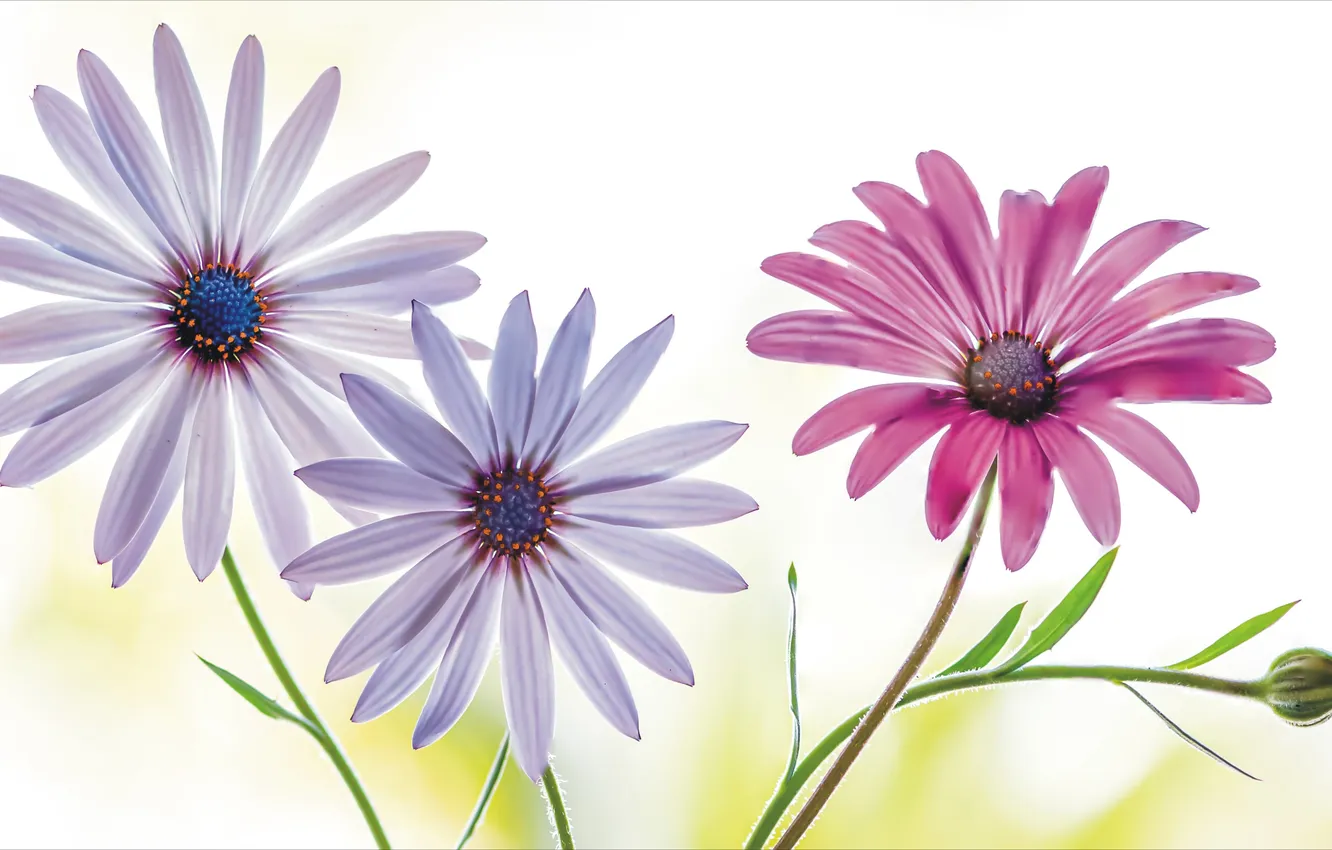 Wallpaper flowers, Four, flora, four, fkower for mobile and desktop, section цветы, resolution ...