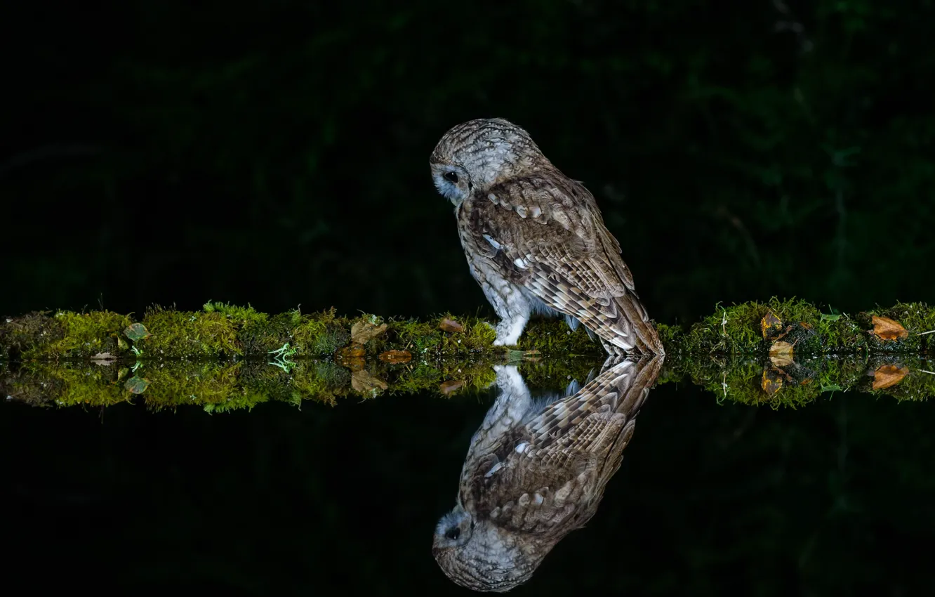 Wallpaper reflection, owl, bird, shore, black background, pond, owl for ...