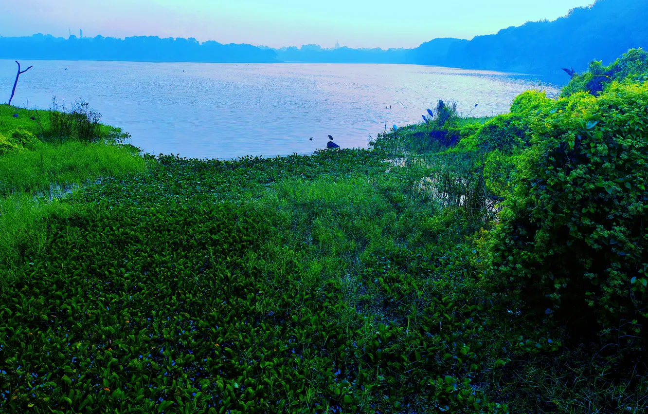 Wallpaper grass, sky, trees, water, lake, morning, bushes, sunrise for ...