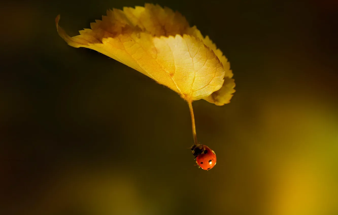 Wallpaper LEAF, AUTUMN, LADYBUG, FLIGHT, photographer Adrian Borda ...