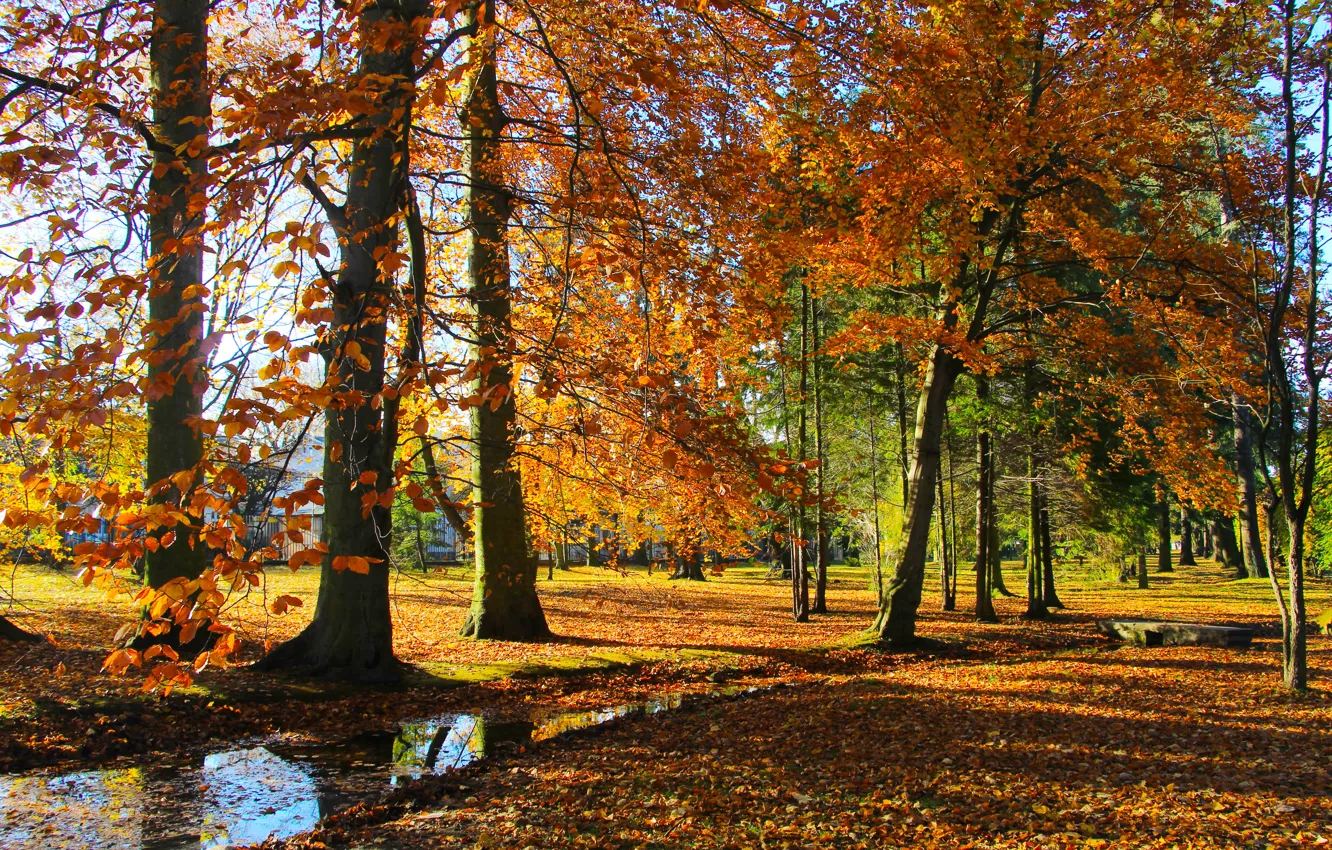 Wallpaper forest, park, autumn, tree, fall for mobile and desktop ...