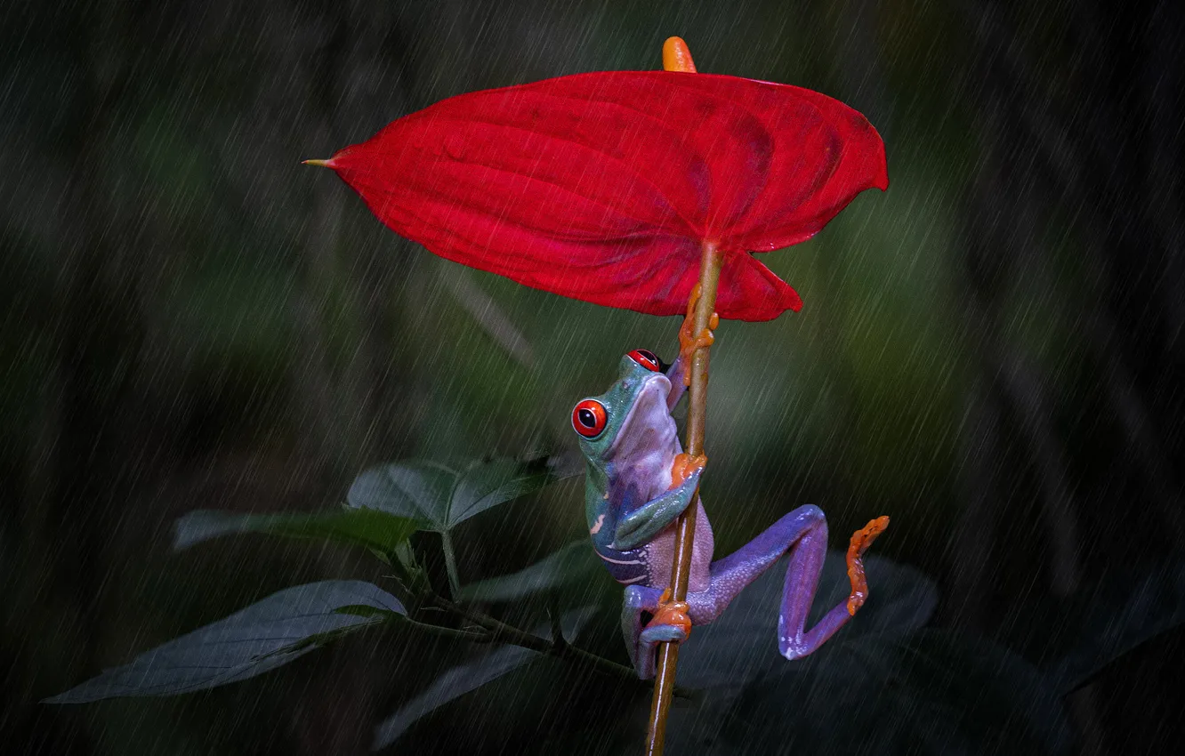 Wallpaper flowers, rain, frog, Calla lilies for mobile and desktop ...
