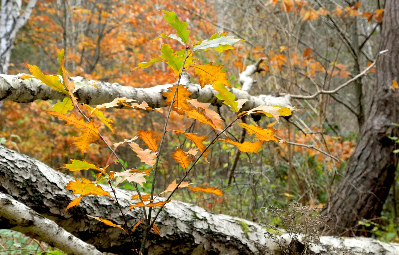 Wallpaper forest, park, autumn, tree, fall for mobile and desktop ...