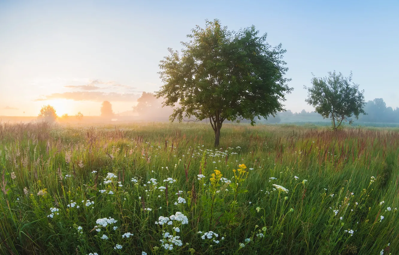 Wallpaper field, trees, flowers, fog, meadow for mobile and desktop ...