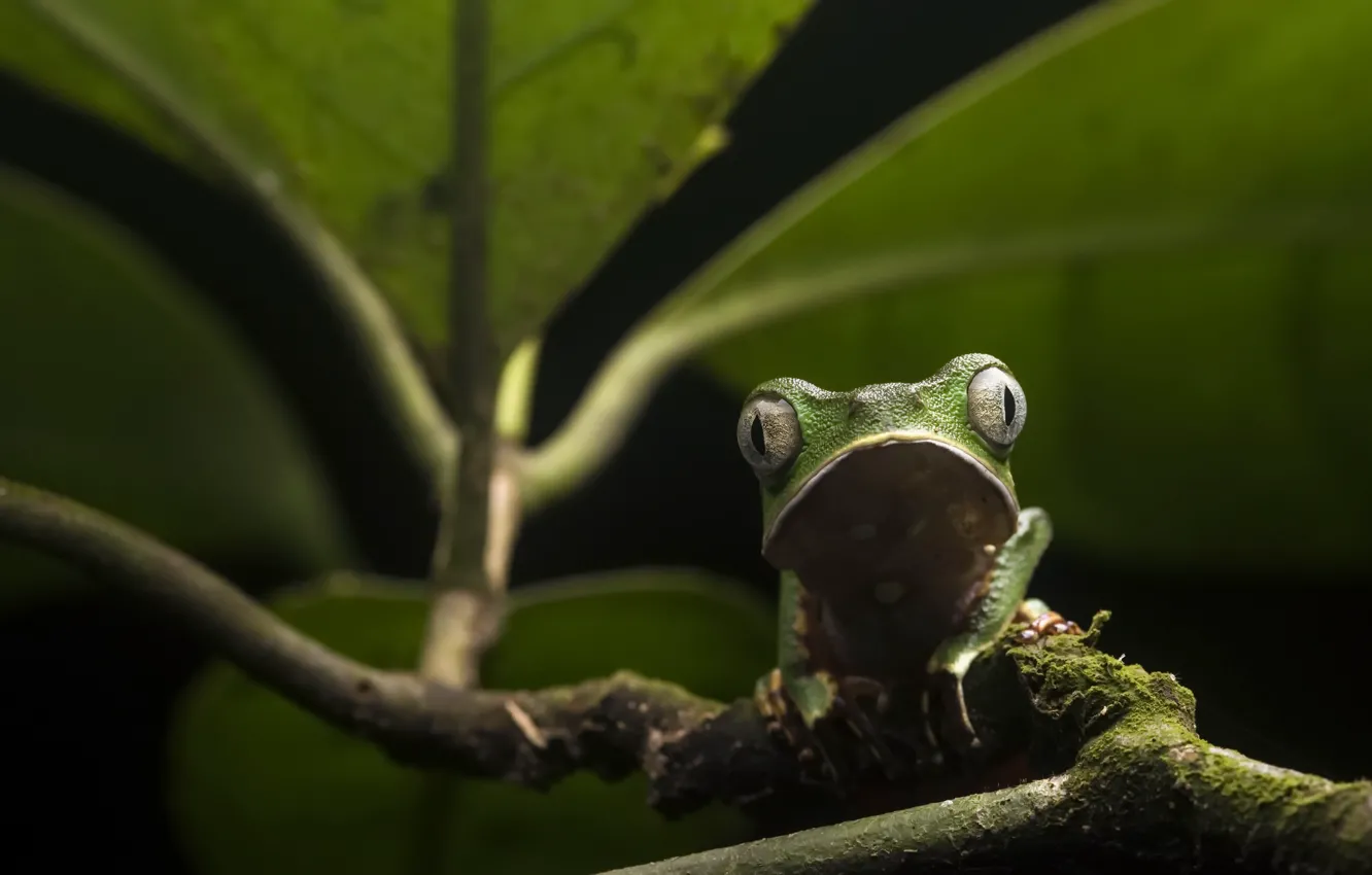 Wallpaper nature, background, frog images for desktop, section животные ...