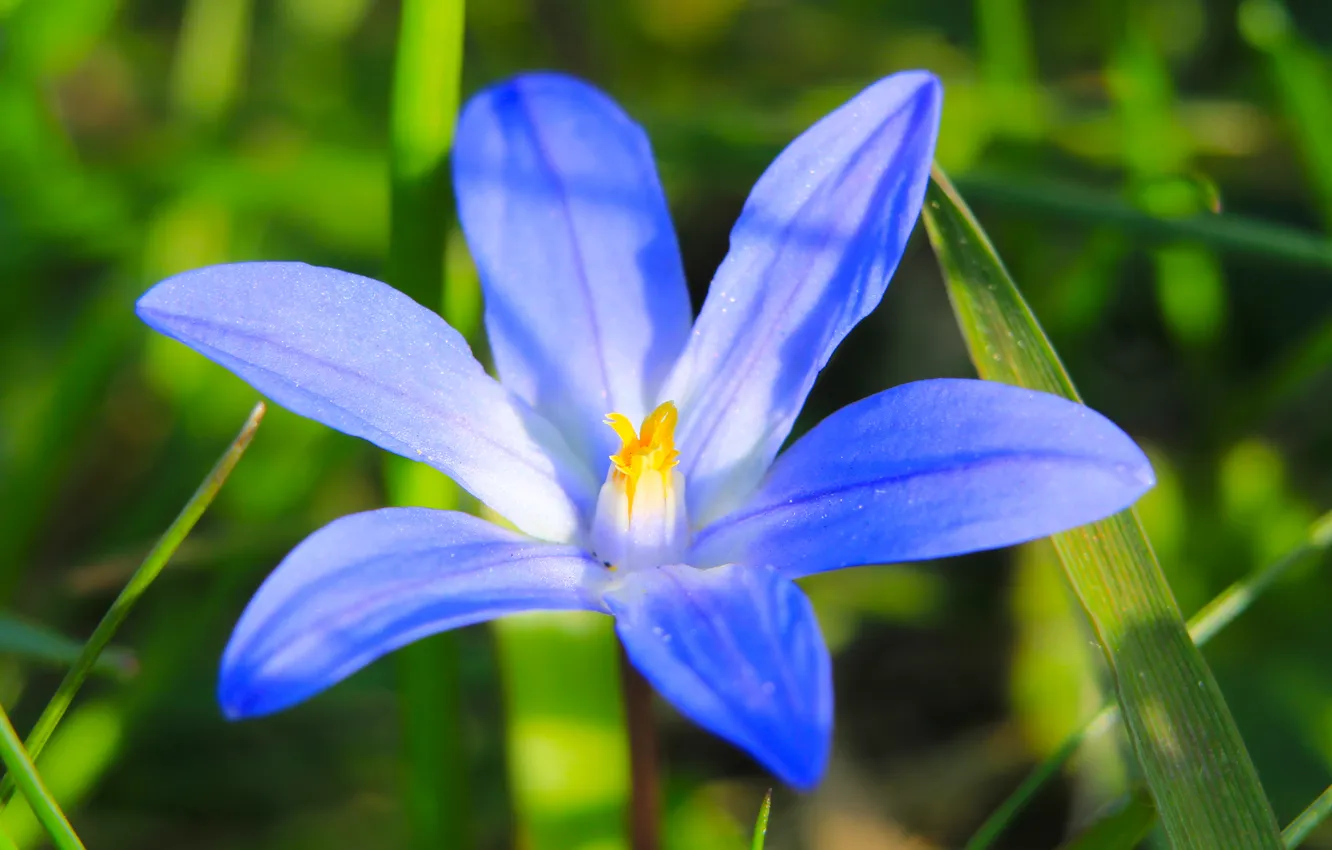 Wallpaper flower, blue, spring for mobile and desktop, section природа ...