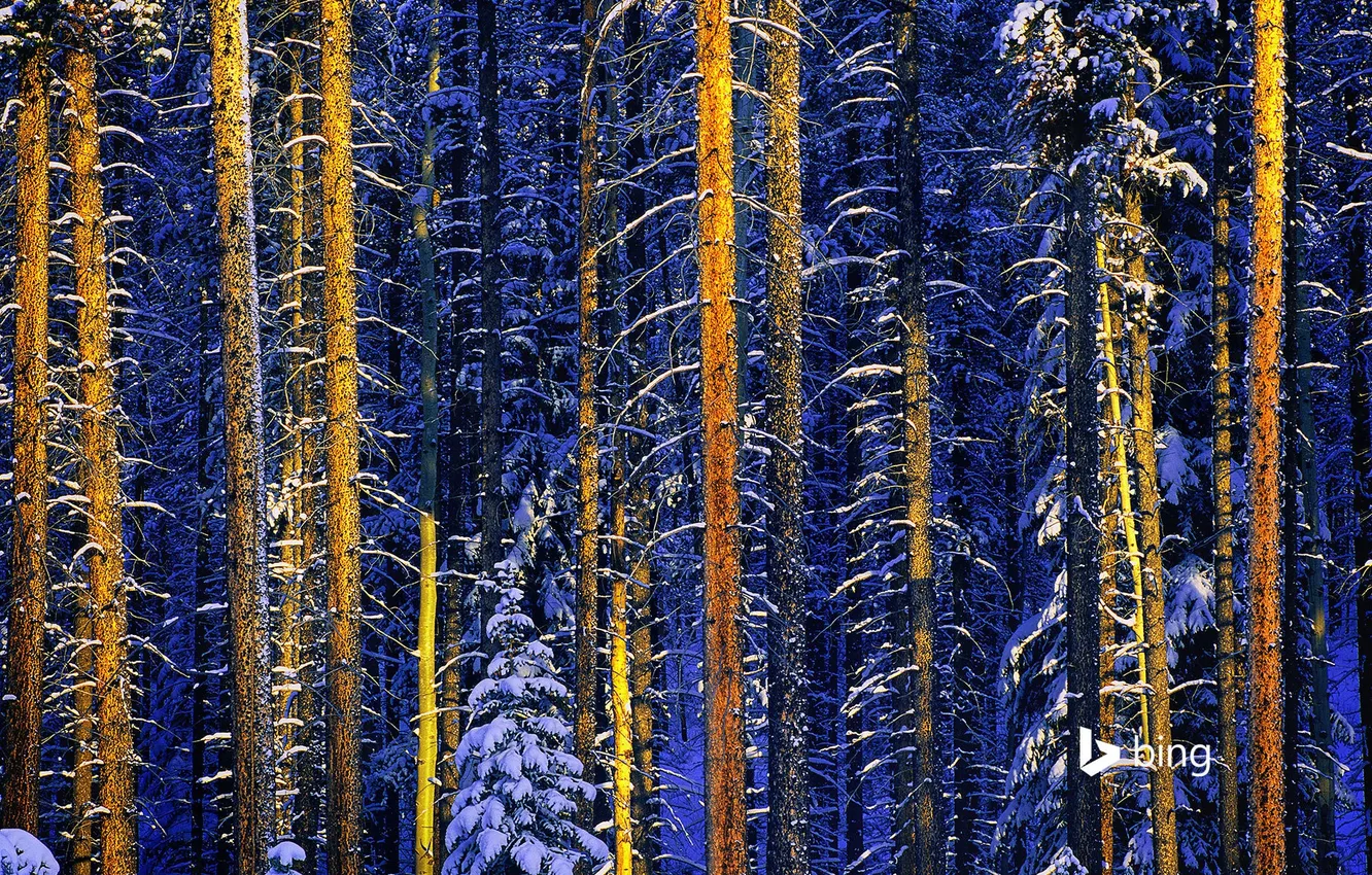 Wallpaper winter, forest, snow, trees, Canada, Albert, Jasper national ...