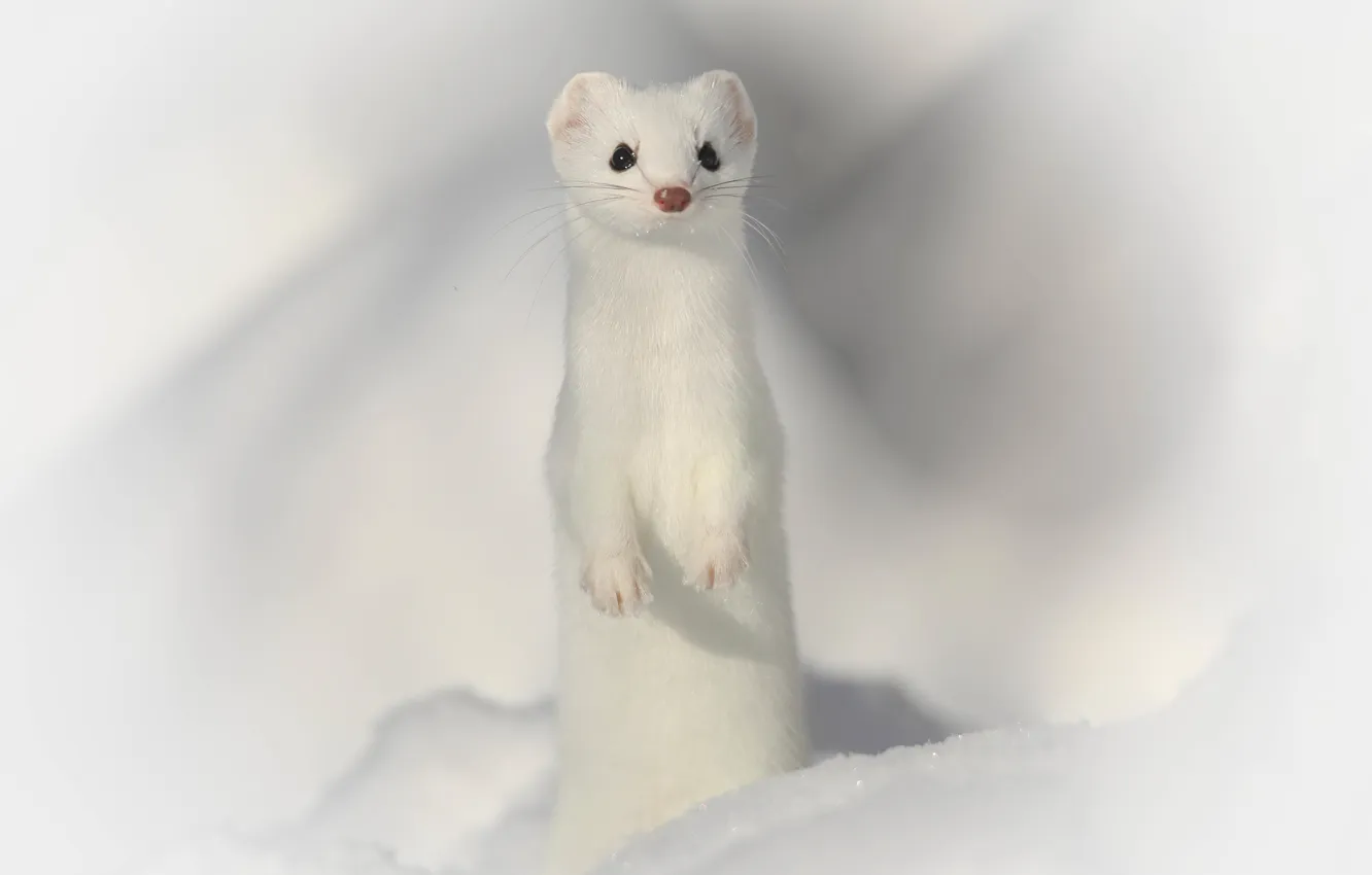 Wallpaper winter, snow, predator, ermine for mobile and desktop ...