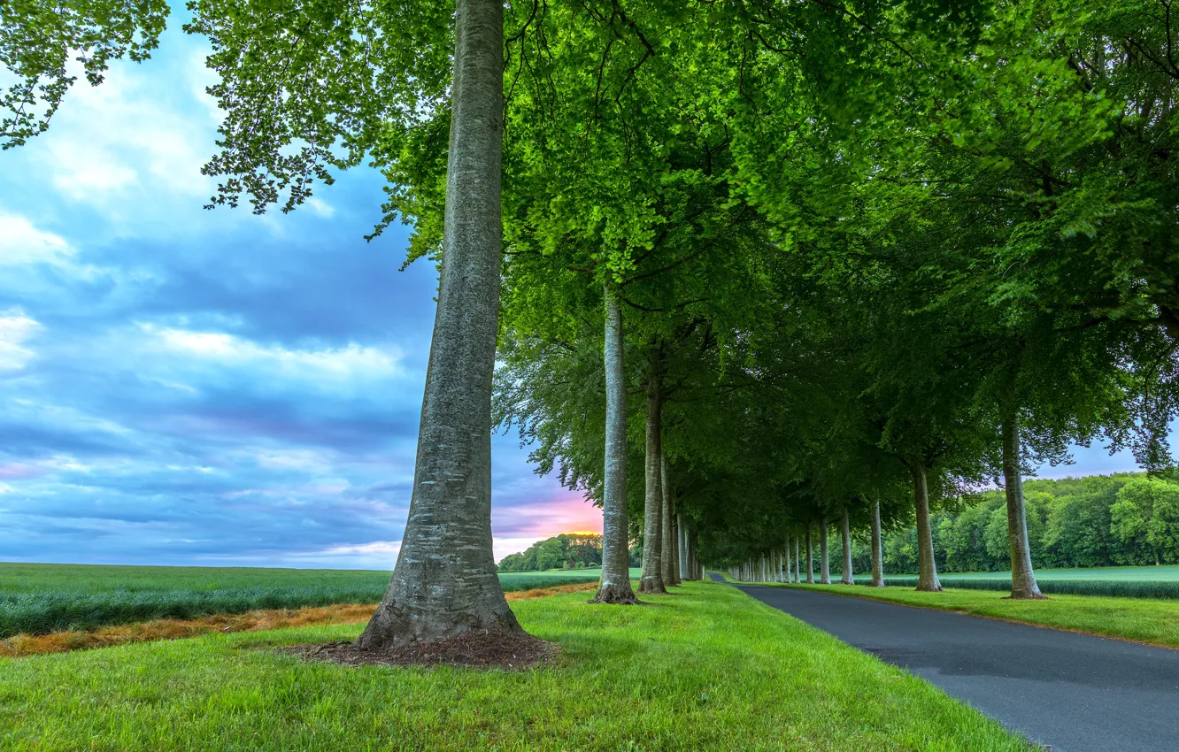 Wallpaper Road Greens Summer The Sky Grass Clouds Trees Lawn For