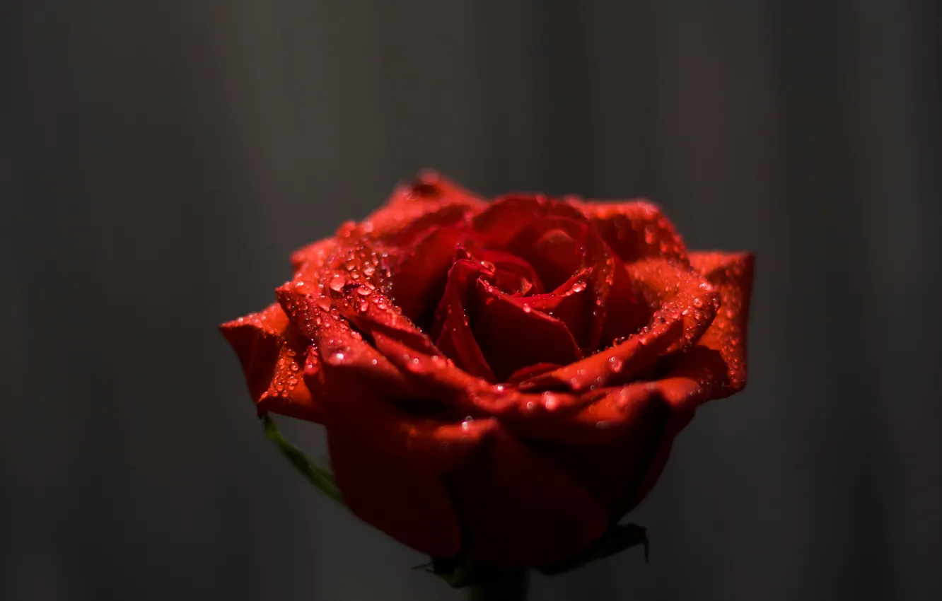 Wallpaper drops, macro, flowers, roses, rose, flowers, macro, drops for ...