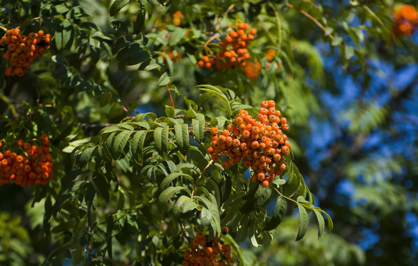 Wallpaper autumn, trees, Rowan for mobile and desktop, section природа ...