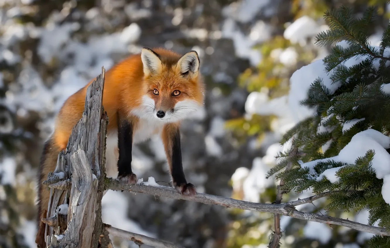 Wallpaper nature, background, Fox for mobile and desktop, section ...