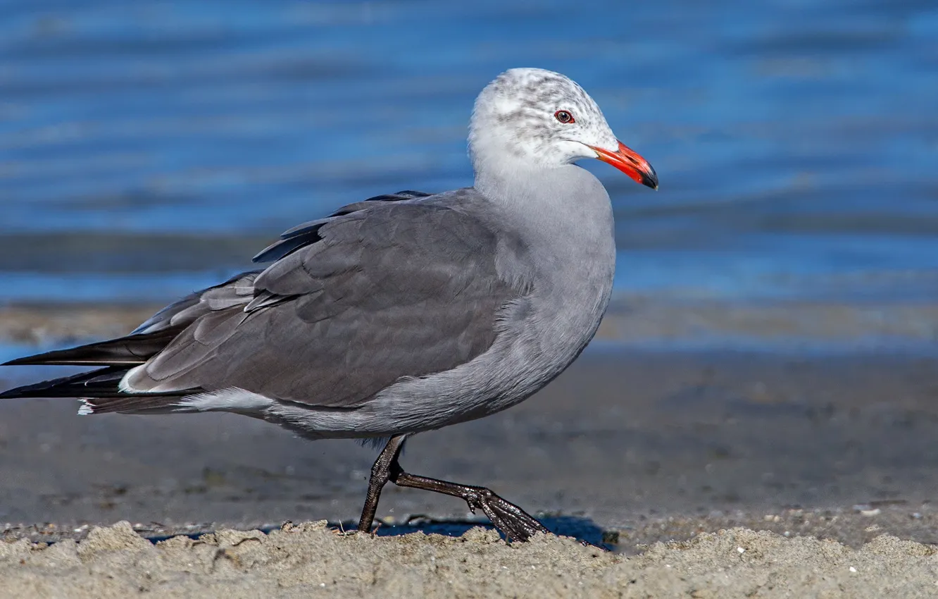 Wallpaper water, bird, beak, Seagull of Heermann for mobile and desktop ...