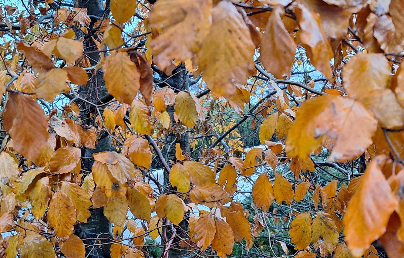 Wallpaper Leaves, Tree, autumn, December for mobile and desktop ...