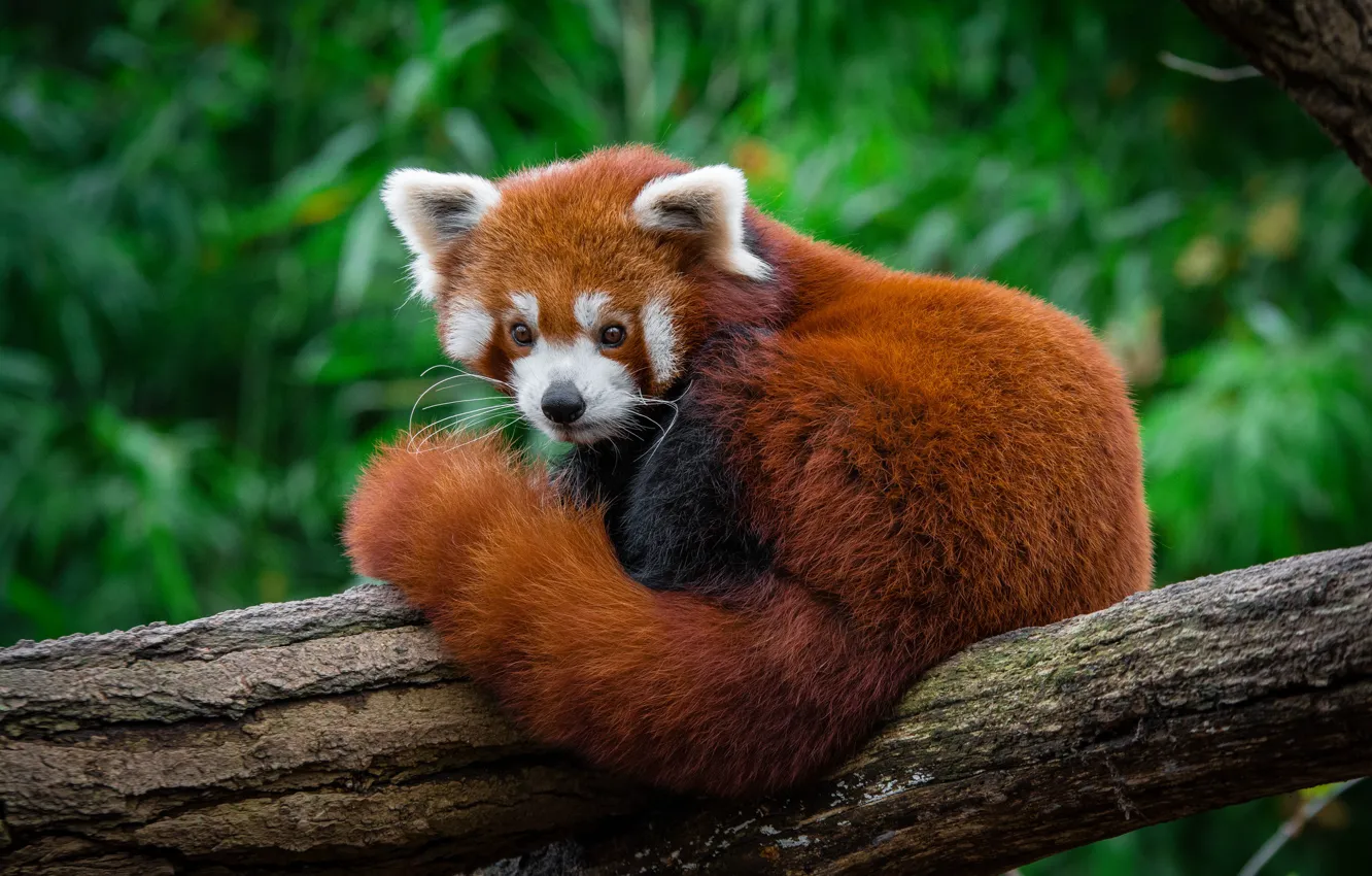 Wallpaper wool, muzzle, Red Panda for mobile and desktop, section ...