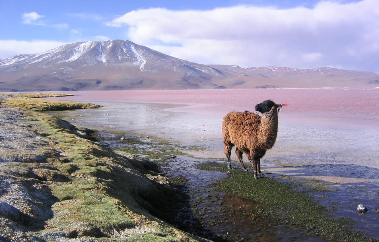 Wallpaper mountains, Lama, Bolivia, lama on the laguna for mobile and ...