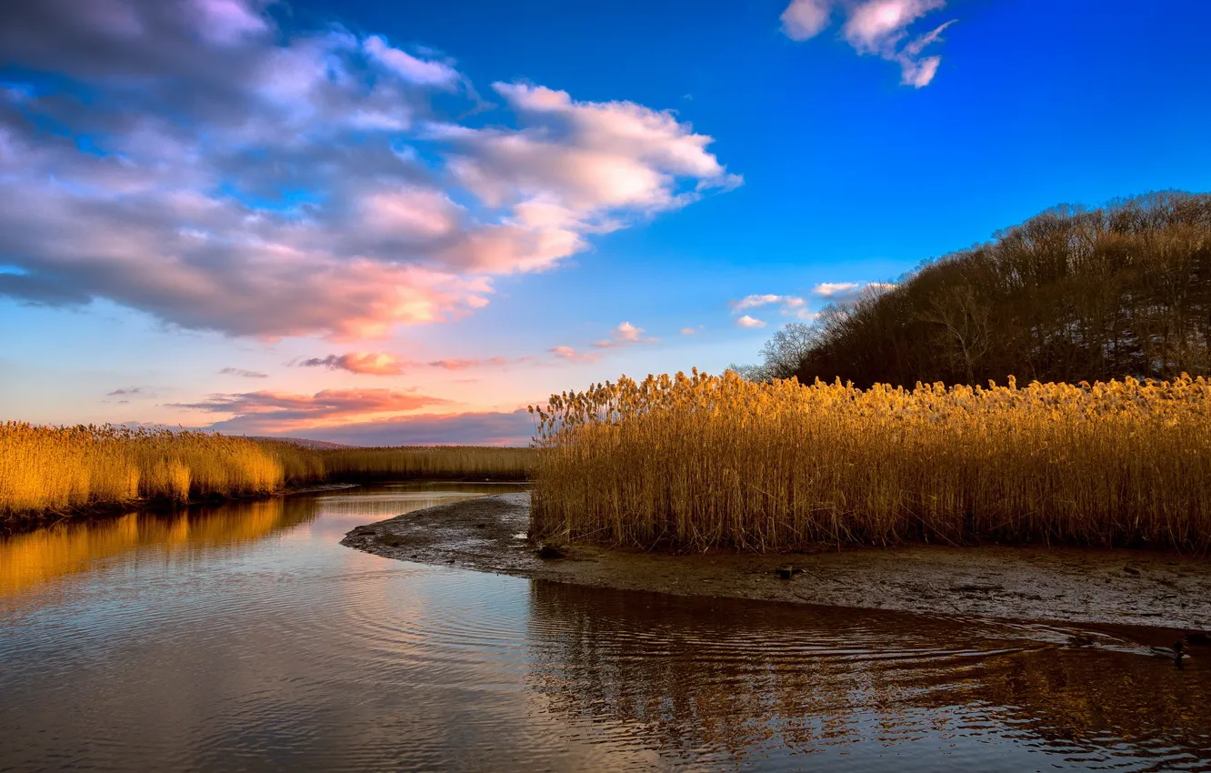 Wallpaper nature, river, reed images for desktop, section пейзажи ...