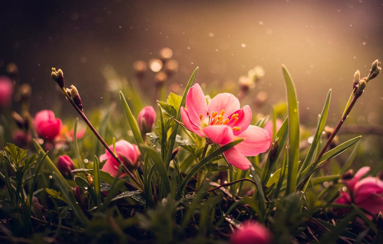 Wallpaper flowers, abstraction, the dark background, Wallpaper, spring, abstract, wallpaper ...