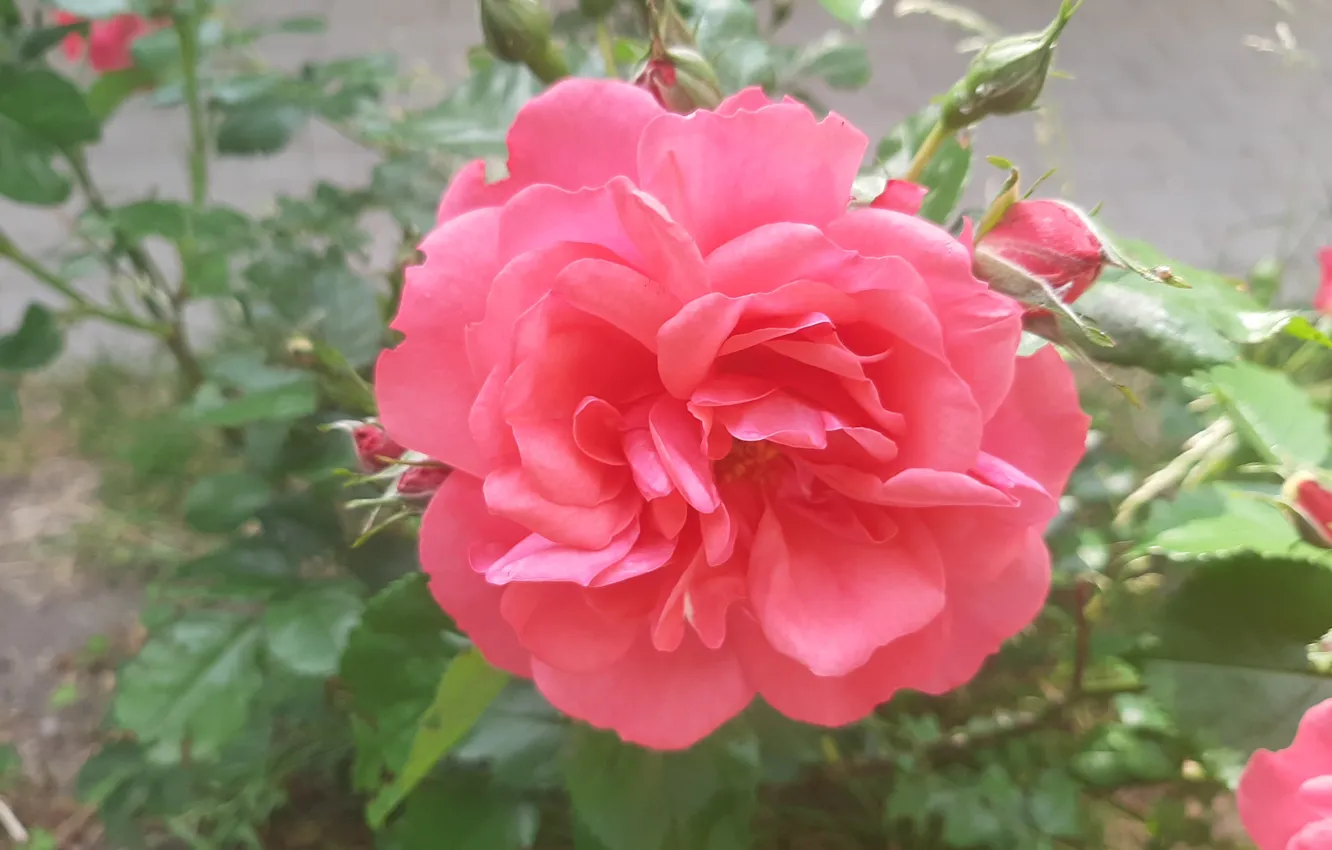 Wallpaper flowers, roses, Krzak images for desktop, section цветы ...
