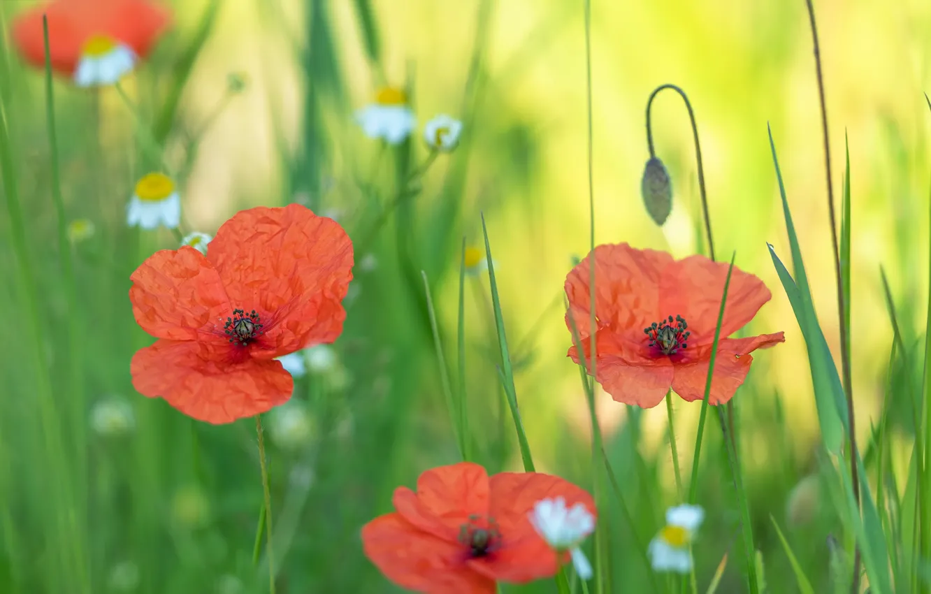 Wallpaper summer, nature, Maki for mobile and desktop, section цветы ...