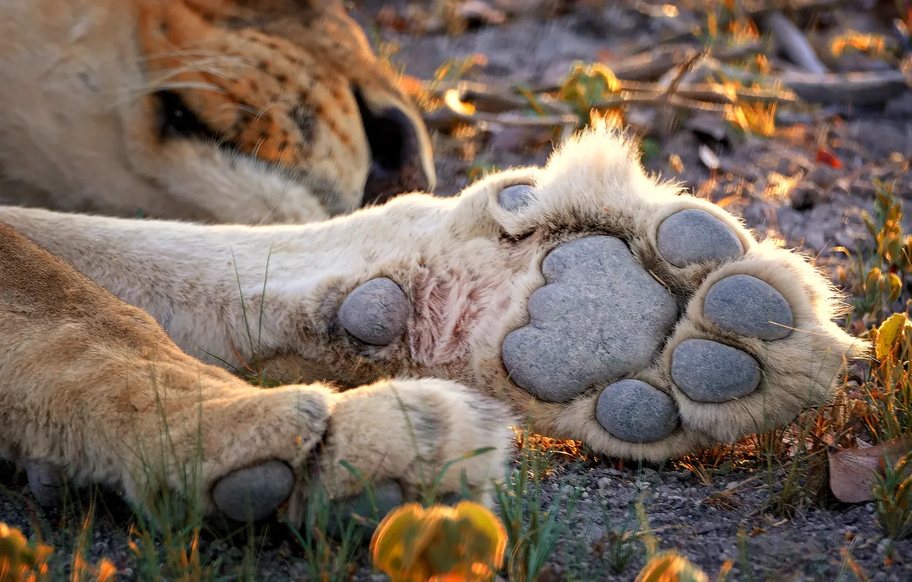 Wallpaper lion, sleeping, paws for mobile and desktop, section животные ...