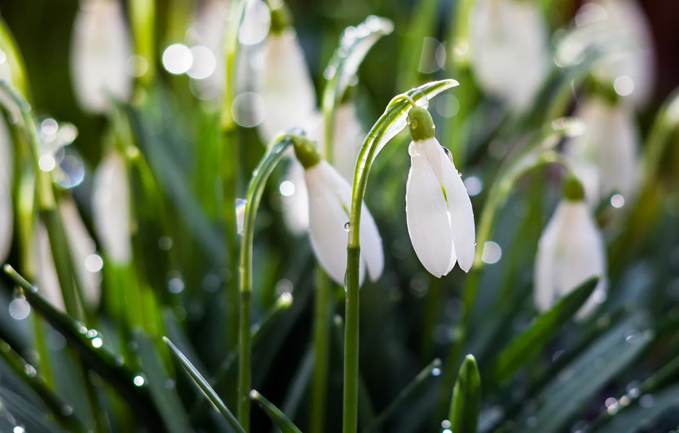 Wallpaper macro, flowers, spring, snowdrops, white, bokeh for mobile ...