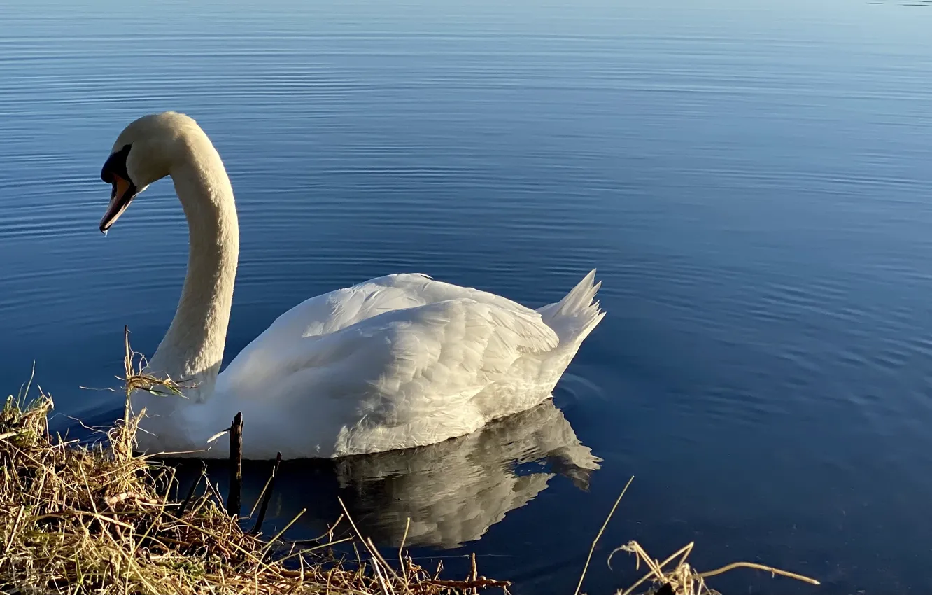 Wallpaper white, water, lake, animal, bird, swans for mobile and ...