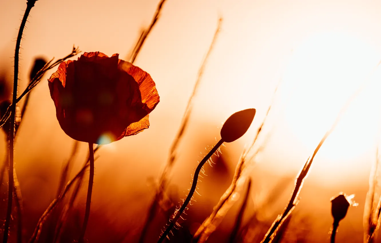 Wallpaper summer, nature, Maki for mobile and desktop, section природа ...