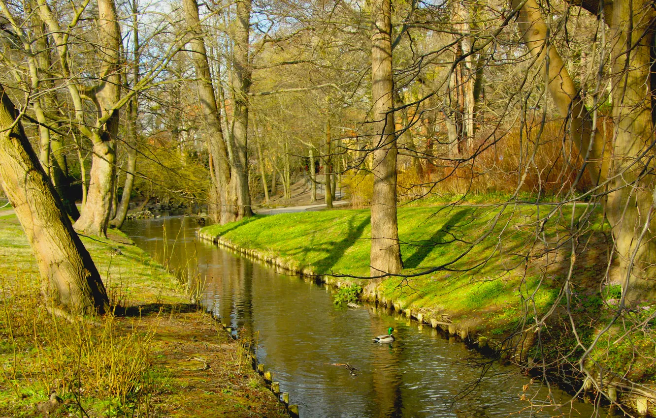 Wallpaper trees, brook, park for mobile and desktop, section природа ...