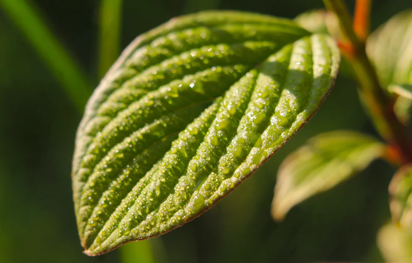 Wallpaper green, spring, leaf, plant for mobile and desktop, section ...