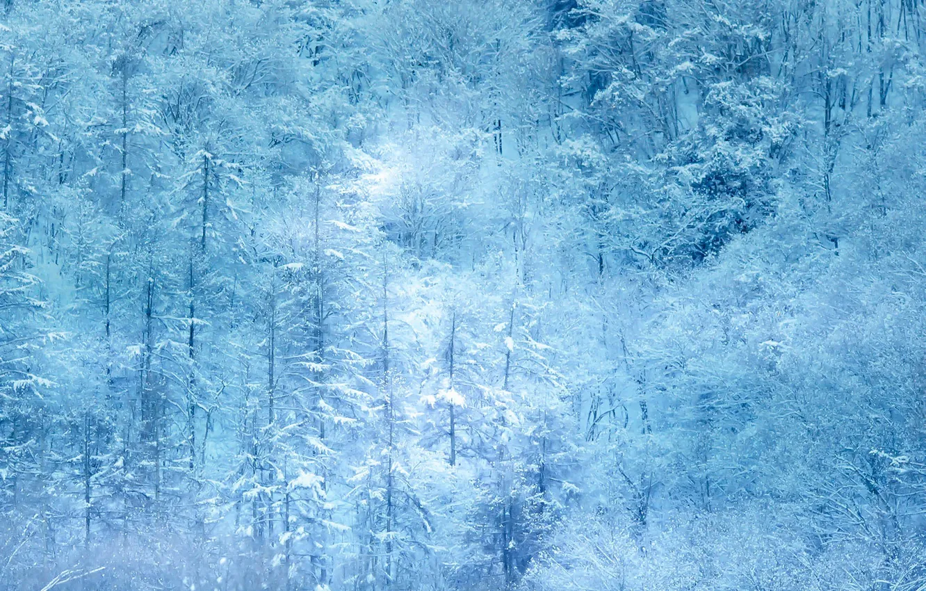 Wallpaper winter, frost, forest, light, snow, trees, branches, nature ...