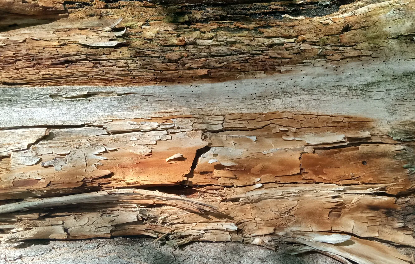 Wallpaper abstraction, tree, wood texture, naturalism, wood texture for ...