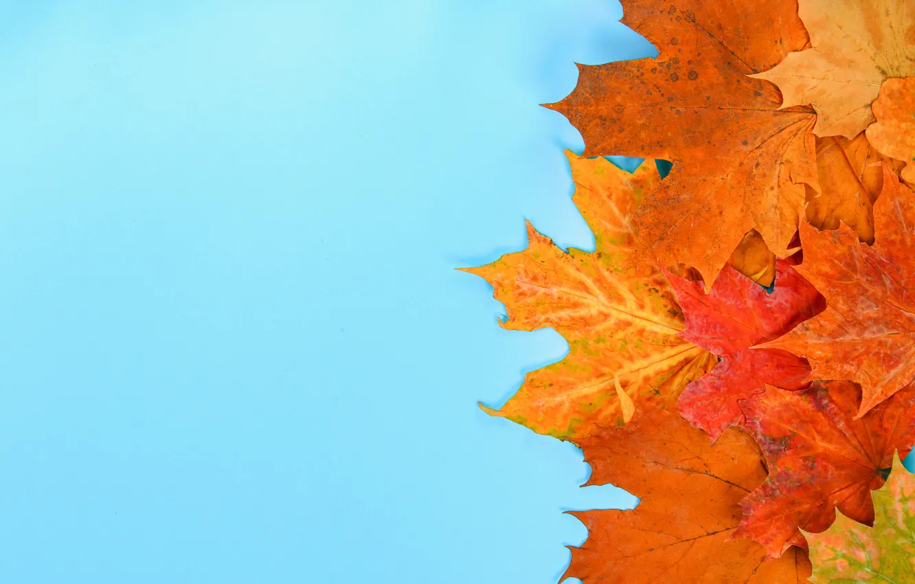 Wallpaper Autumn Leaves Background Colorful Maple Autumn Leaves